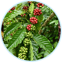 The #1 Rated Weight Loss Supplement - Phenocal